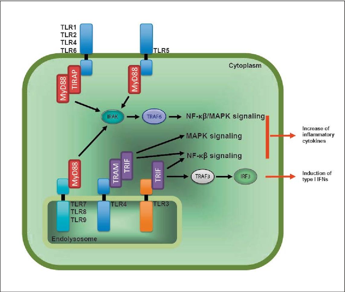 Figure 1 From Epigenetic Regulation Of Toll Like Receptor Signaling