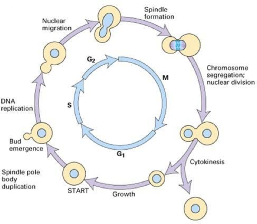 Visualization Of The Budding Yeast Cell Cycle Semantic Scholar