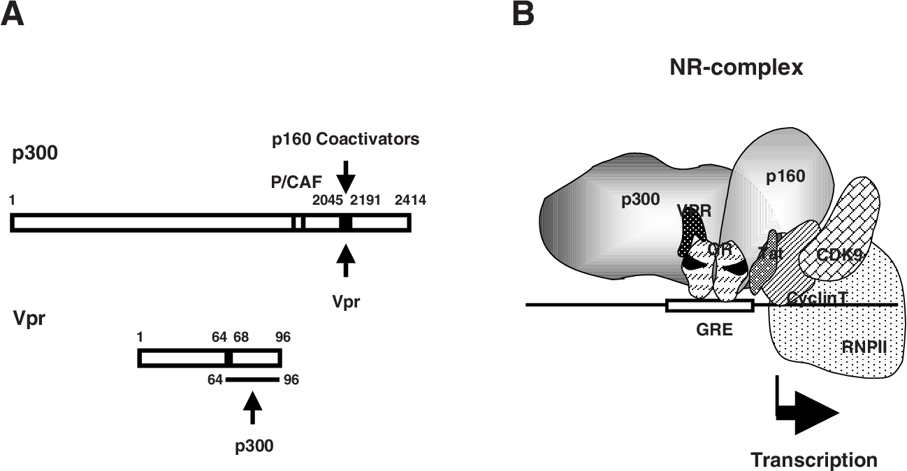 Pdf Glucocorticoid And Mineralocorticoid Resistancehypersensitivity