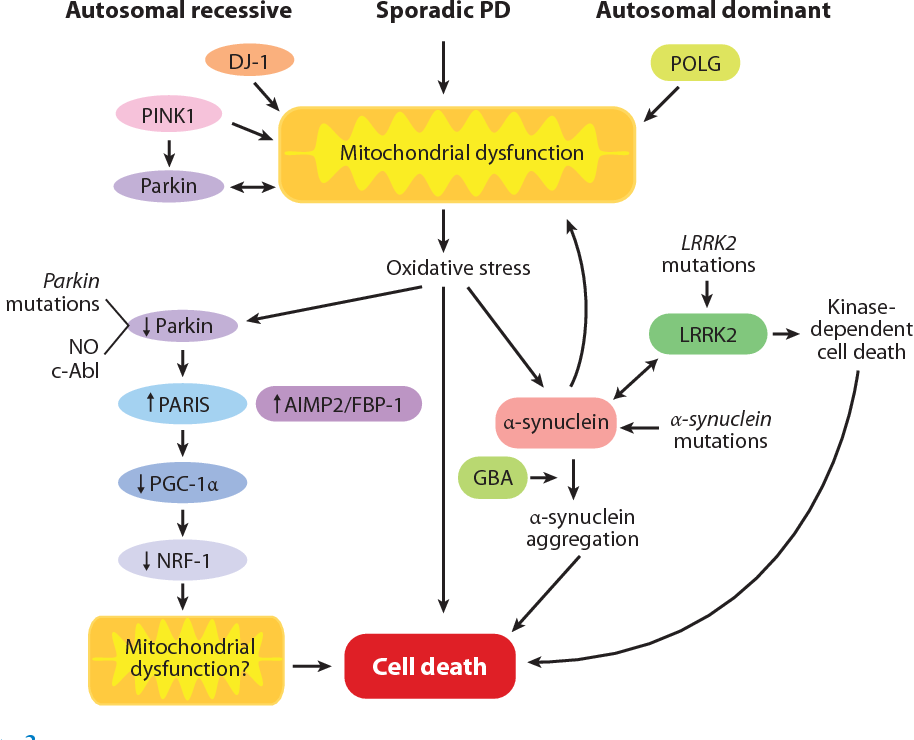 Table 1 From Recent Advances In The Genetics Of Parkinsons Disease