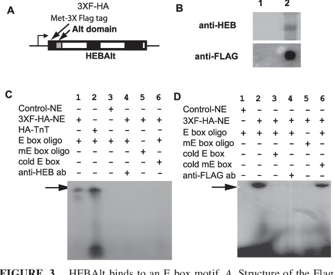 Figure 1 From The Basic Helix Loop Helix Transcription Factor Hebalt Is