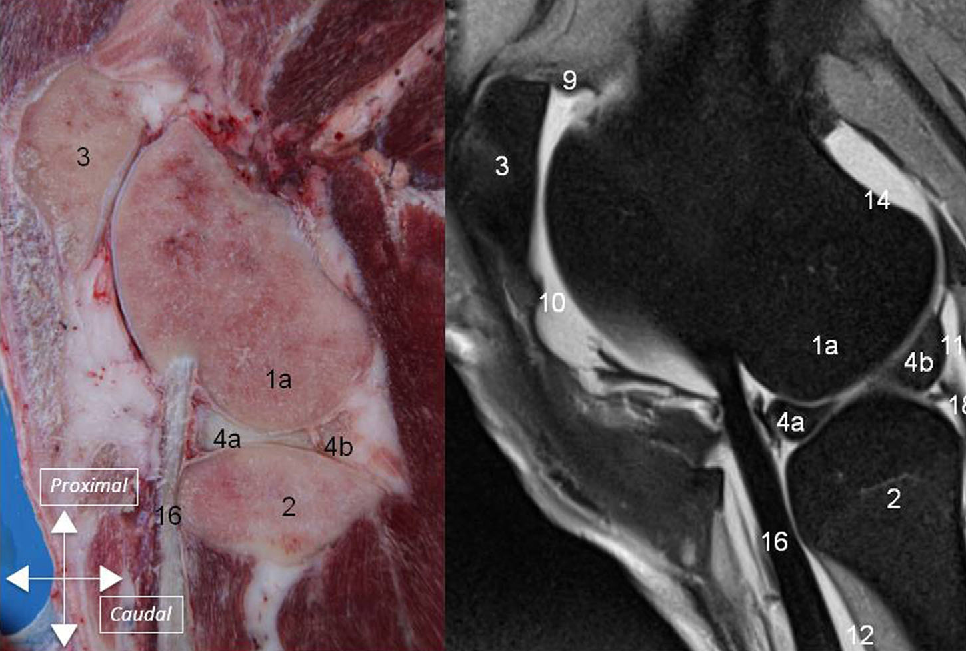 Figure 1 From Magnetic Resonance Imaging Mri Anatomy Of The Ovine