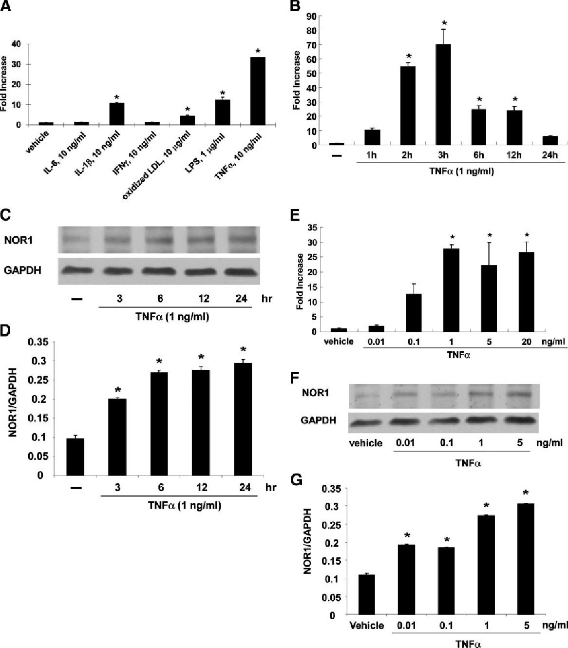 Figure 1 From Deficiency Of The Nr4a Orphan Nuclear Receptor Nor1