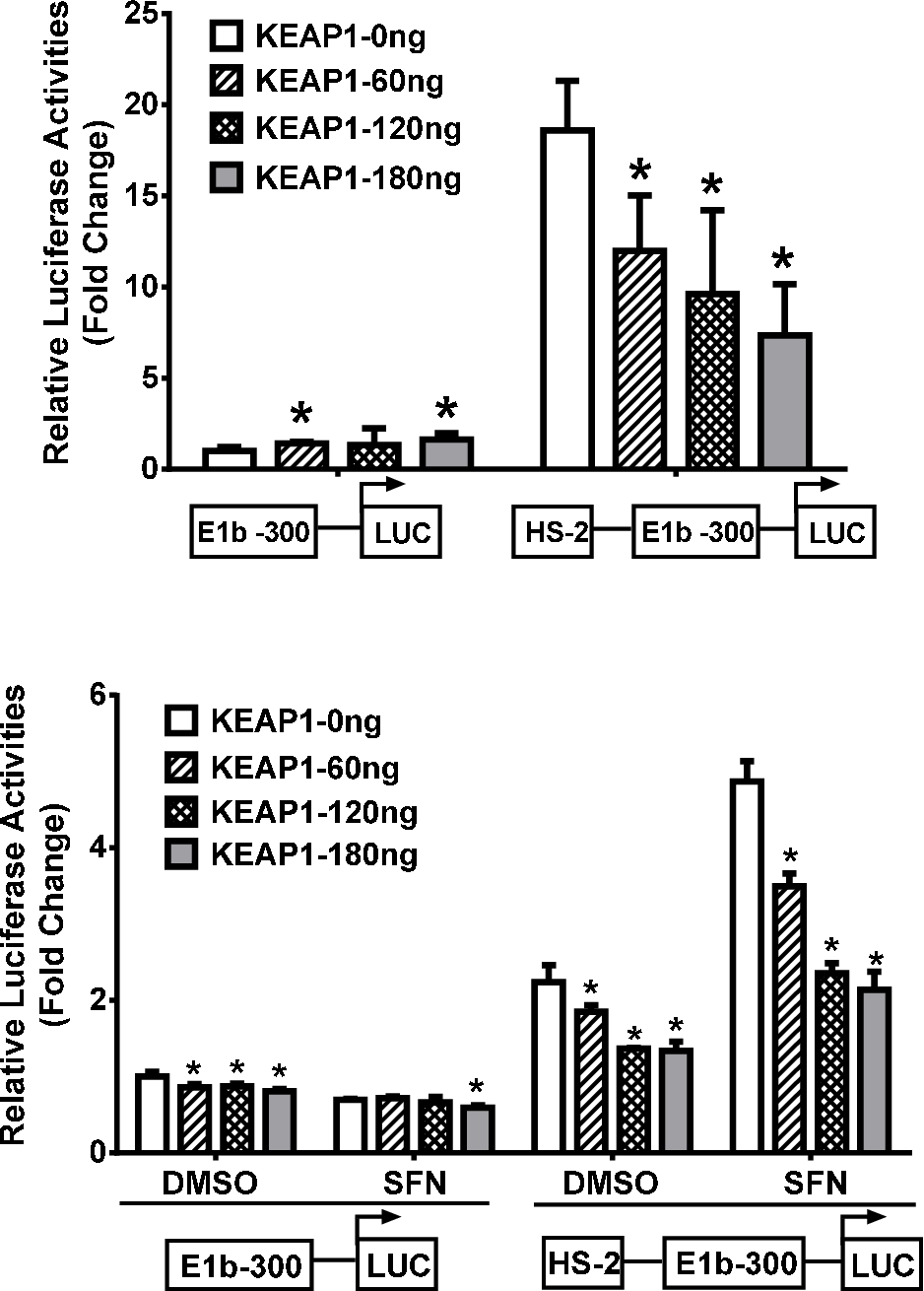 Table 1 1 From Transcriptional Regulation Of The Human Microsomal