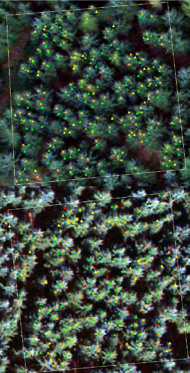 Figure 2 From Tree Counting Analysis Using Ecognition Semantic Scholar