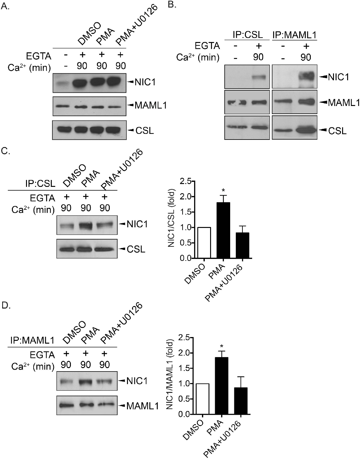 Figure 1 From The Mekerk Pathway Promotes Notch Signalling In