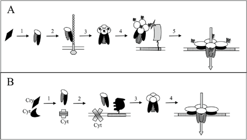 Mode Of Action Of Bacillus Thuringiensis Cry And Cyt Toxins And Their