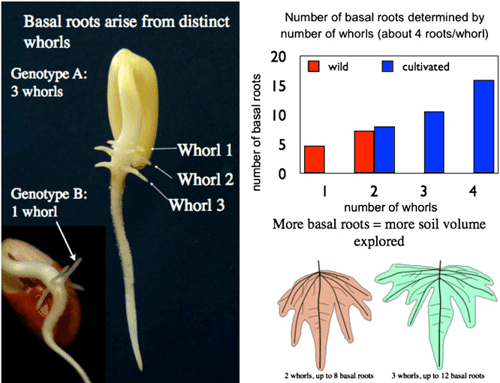 Figure 5 From Root Phenes For Enhanced Soil Exploration And Phosphorus