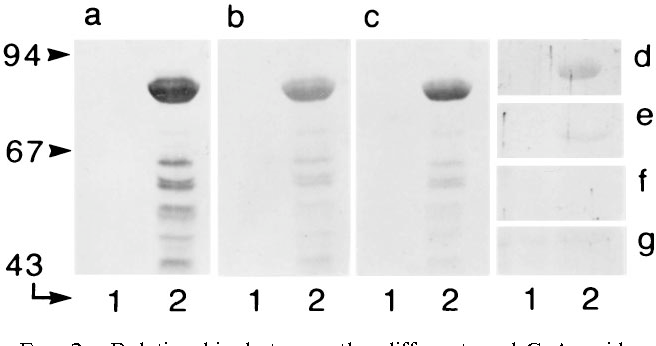 Figure 1 From Molecular Characterization Of The Human Peroxisomal