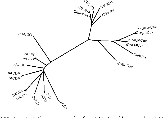 Figure 1 From Molecular Characterization Of The Human Peroxisomal