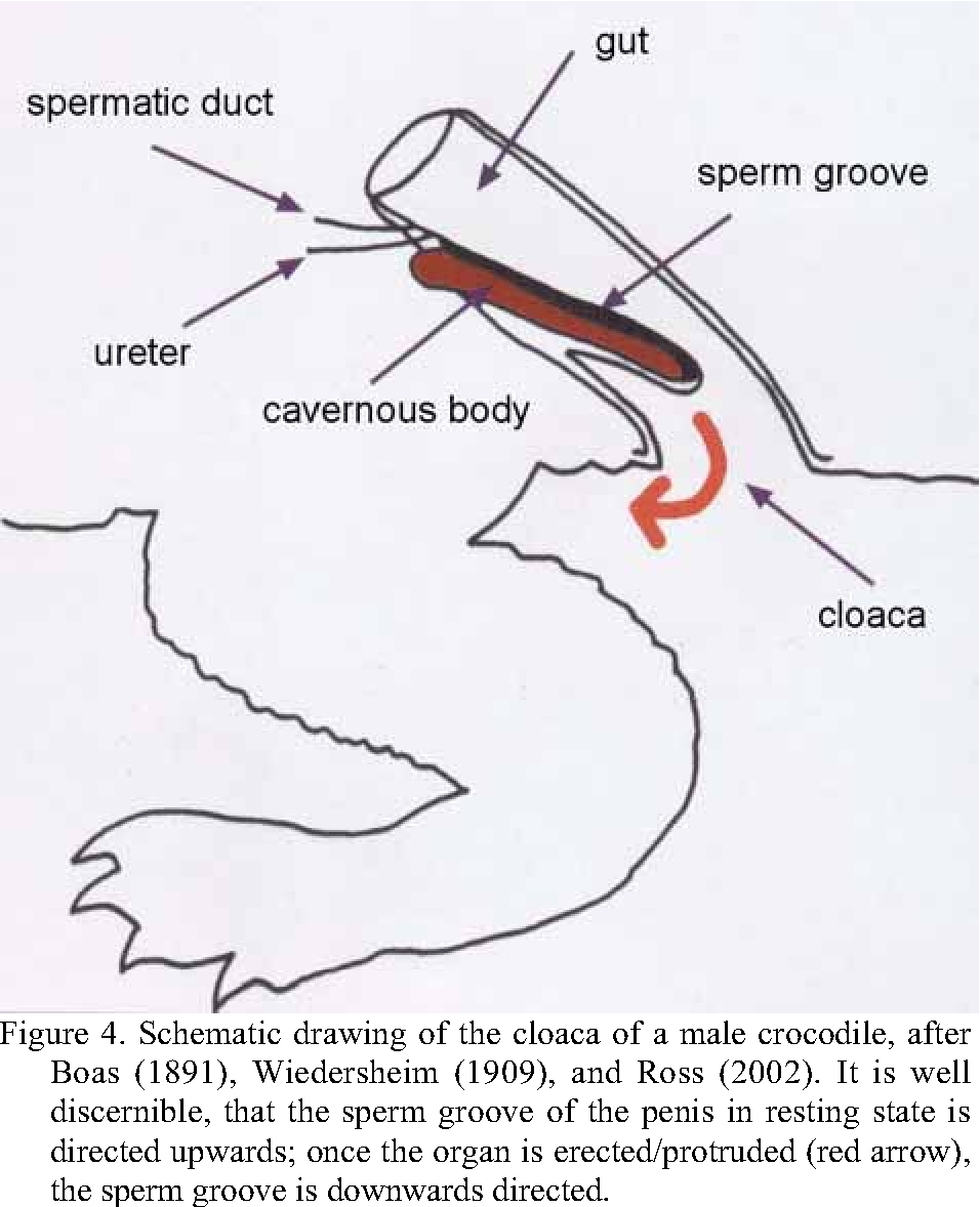 Figure 8 From Genital Structures And Sex Identification In Crocodiles