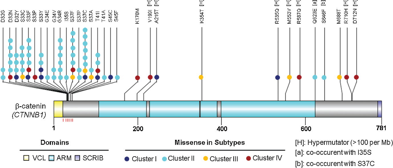 Figure 3 From Clinical Significance Of Ctnnb1 Mutation And Wnt Pathway