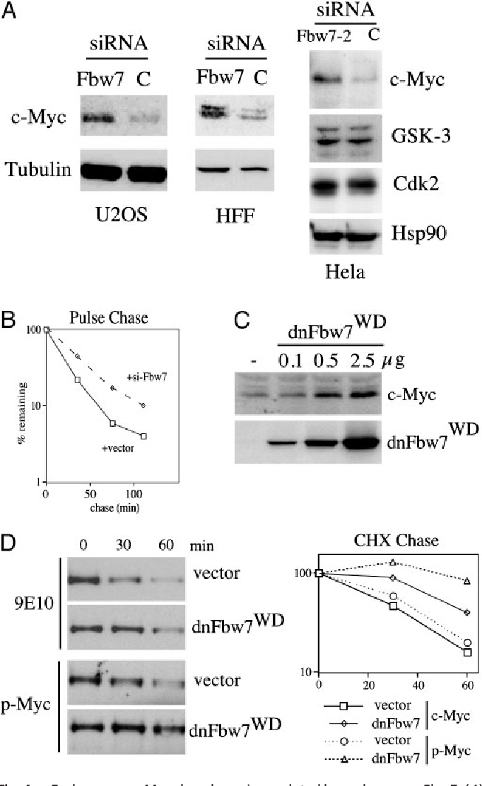 Figure 1 From The Fbw7 Tumor Suppressor Regulates Glycogen Synthase