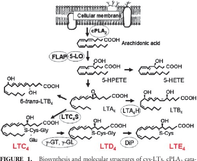 Figure 1 From Immune And Inflammatory Responses Cellular Distribution