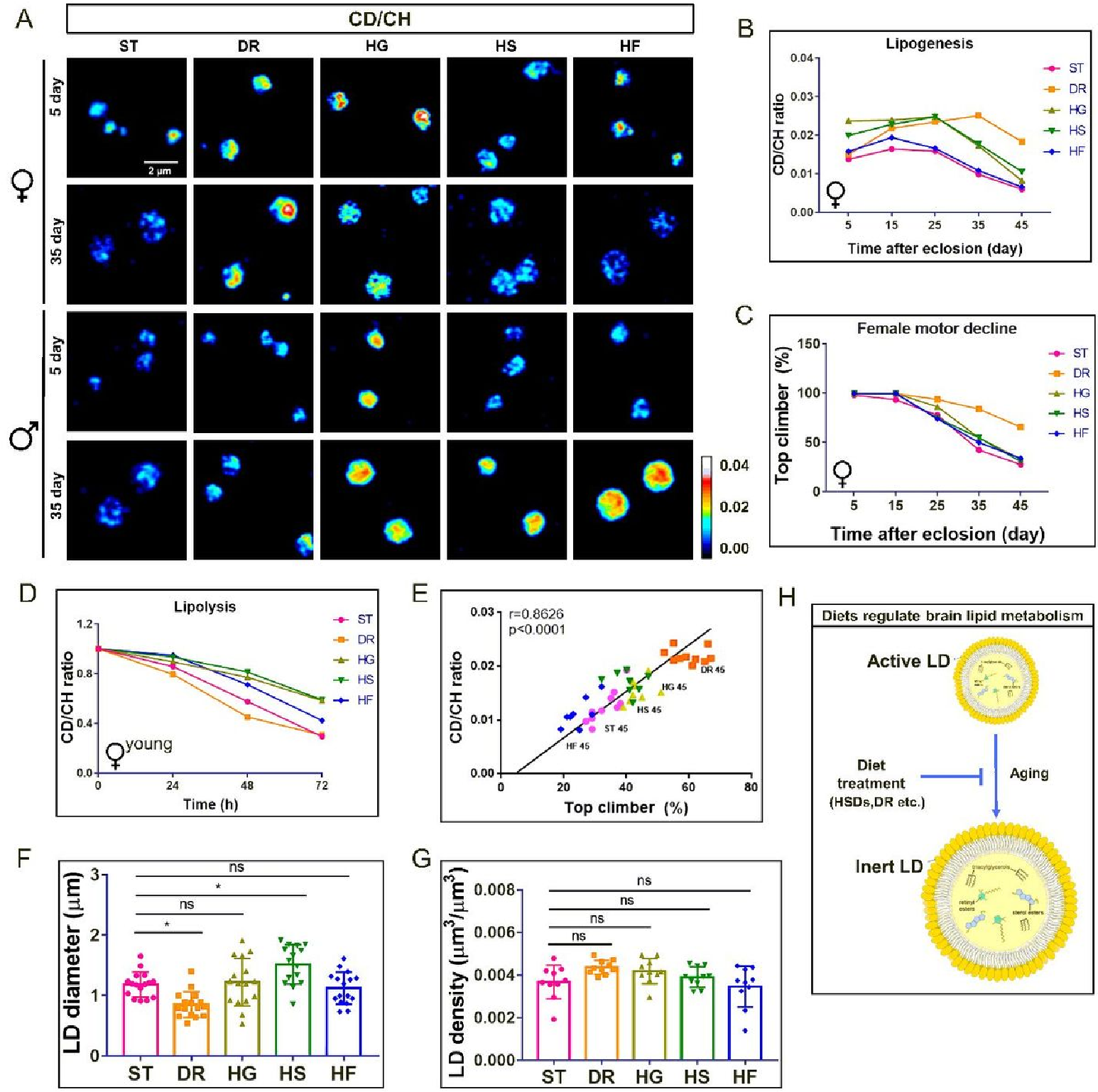 Figure 3 From Bioorthogonal Imaging Uncovers Sex And Diet Dependent