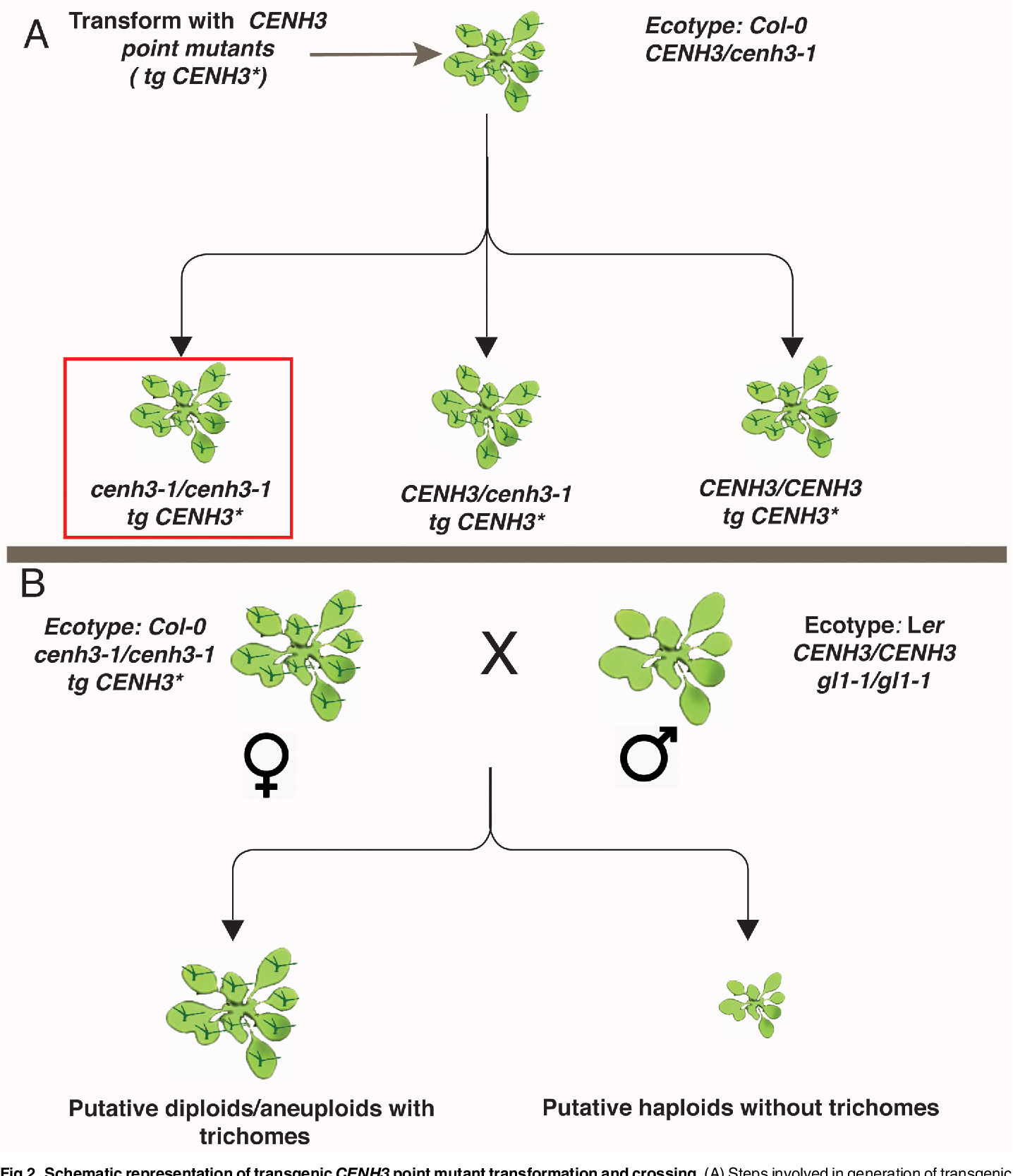 Figure 1 From Point Mutations In Centromeric Histone Induce Post