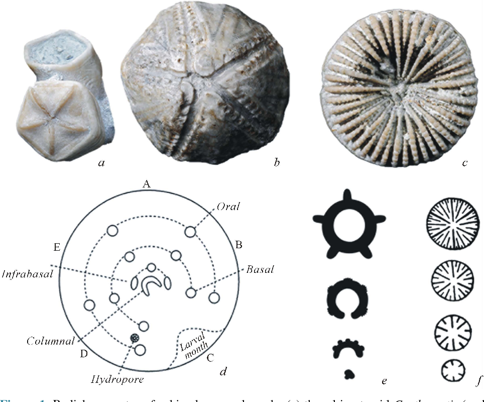 Radial Symmetry