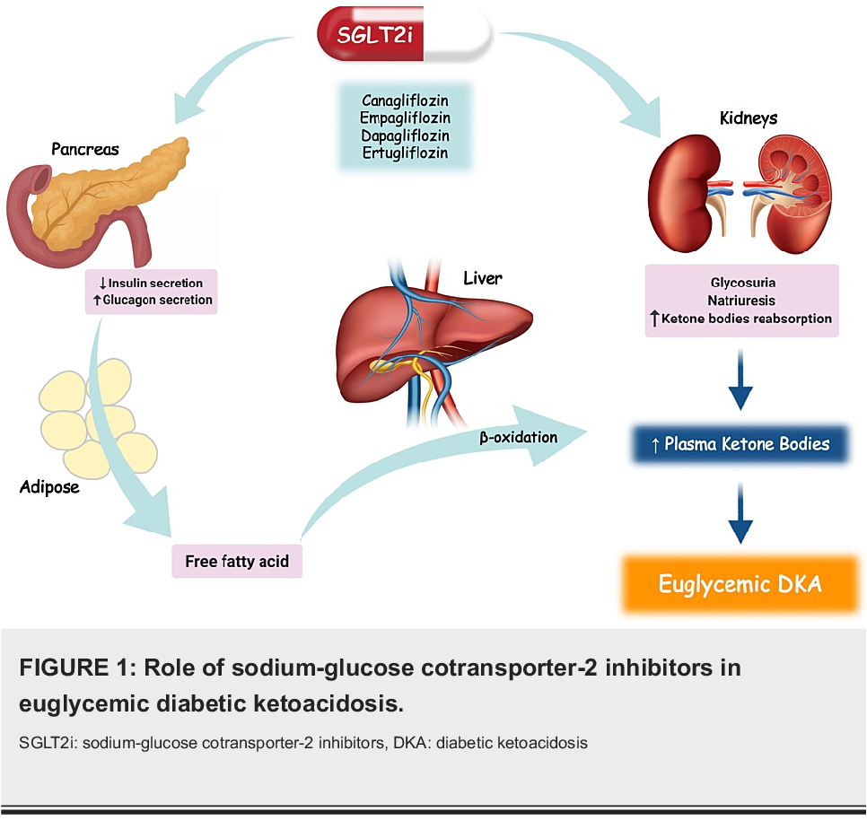 Table 1 From A Case Of Sglt2 Inhibitor Induced Euglycemic Diabetic