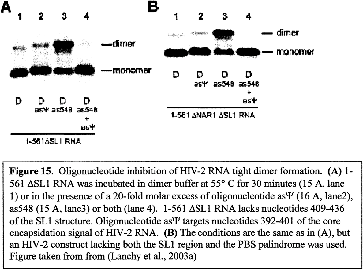 Figure 1 From Structural Analysis Of Dimerization Competent