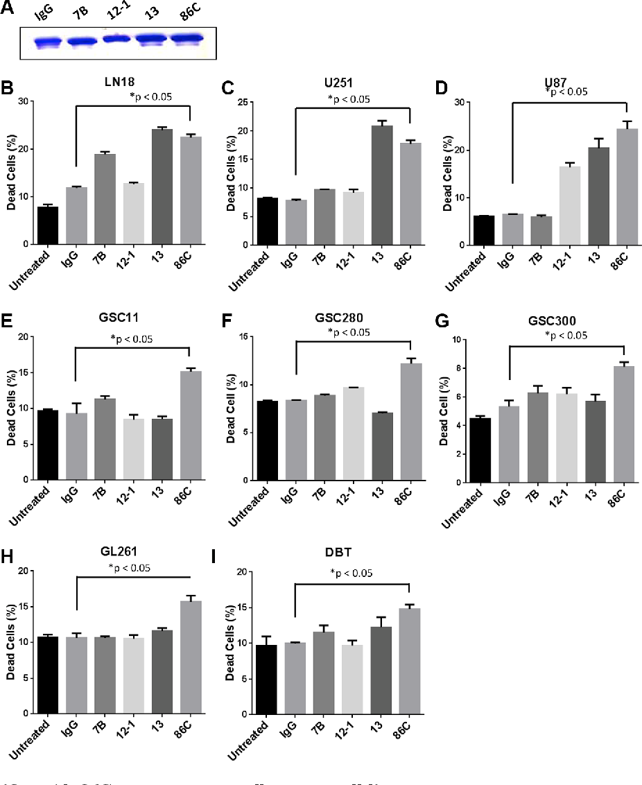 Figure 1 From Discovery Of Cell Surface Vimentin Targeting Mab For