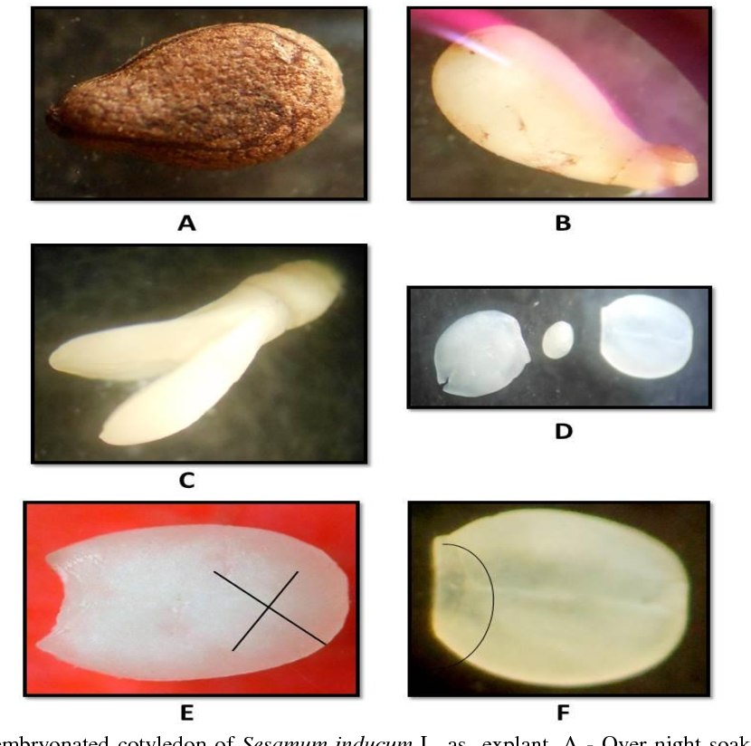 Table 1 From Adventitious Shoot Regeneration In Sesame Sesamum Indicum