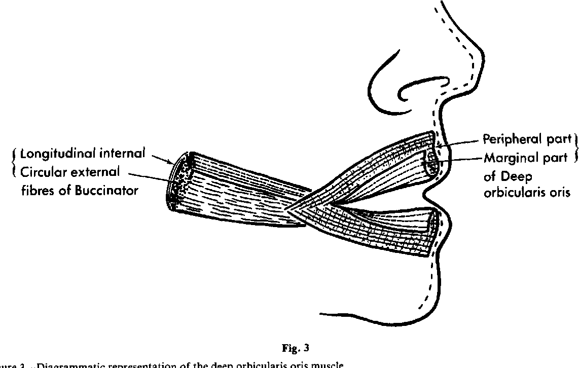 The Orbicularis Oris Muscle A Functional Approach To Its Repair In The