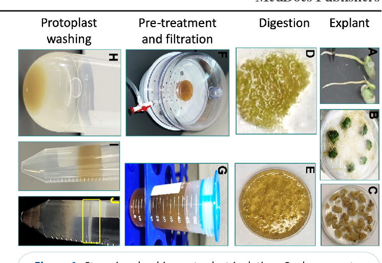 Pdf An Improved Method For Protoplast Isolation And Gene Editing From