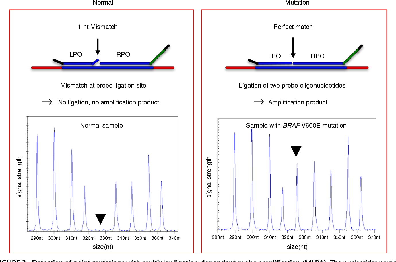 Multiplex Ligation Dependent Probe Amplification Mlpa In Tumor