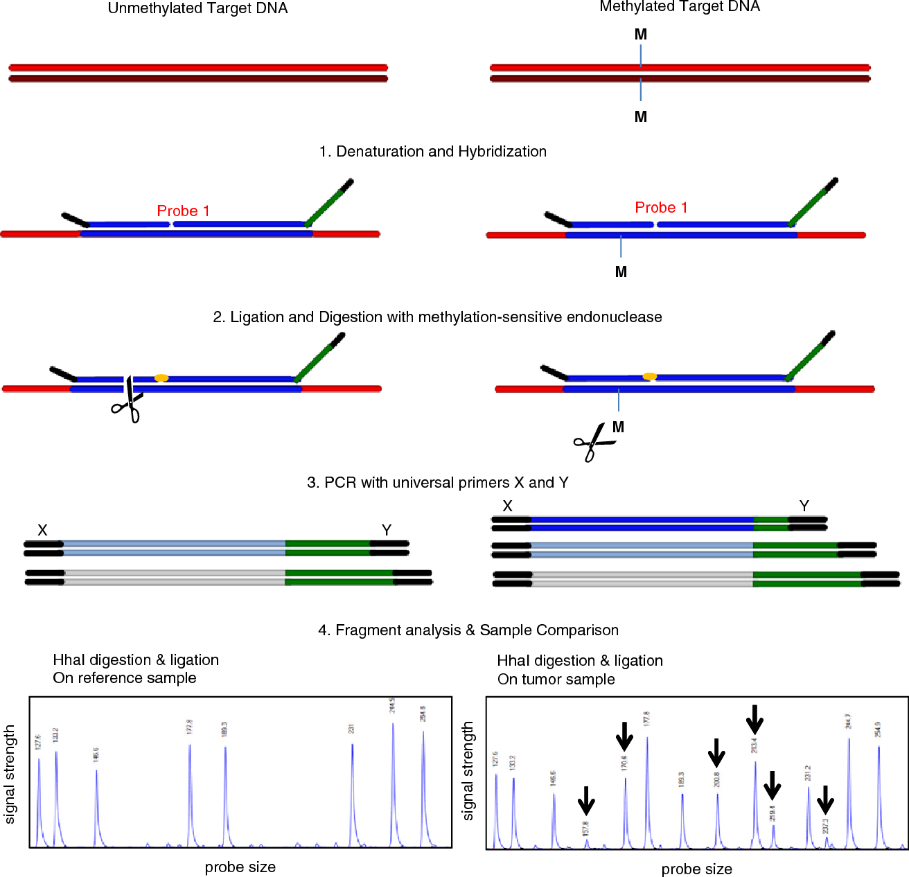 Multiplex Ligation Dependent Probe Amplification Mlpa In Tumor