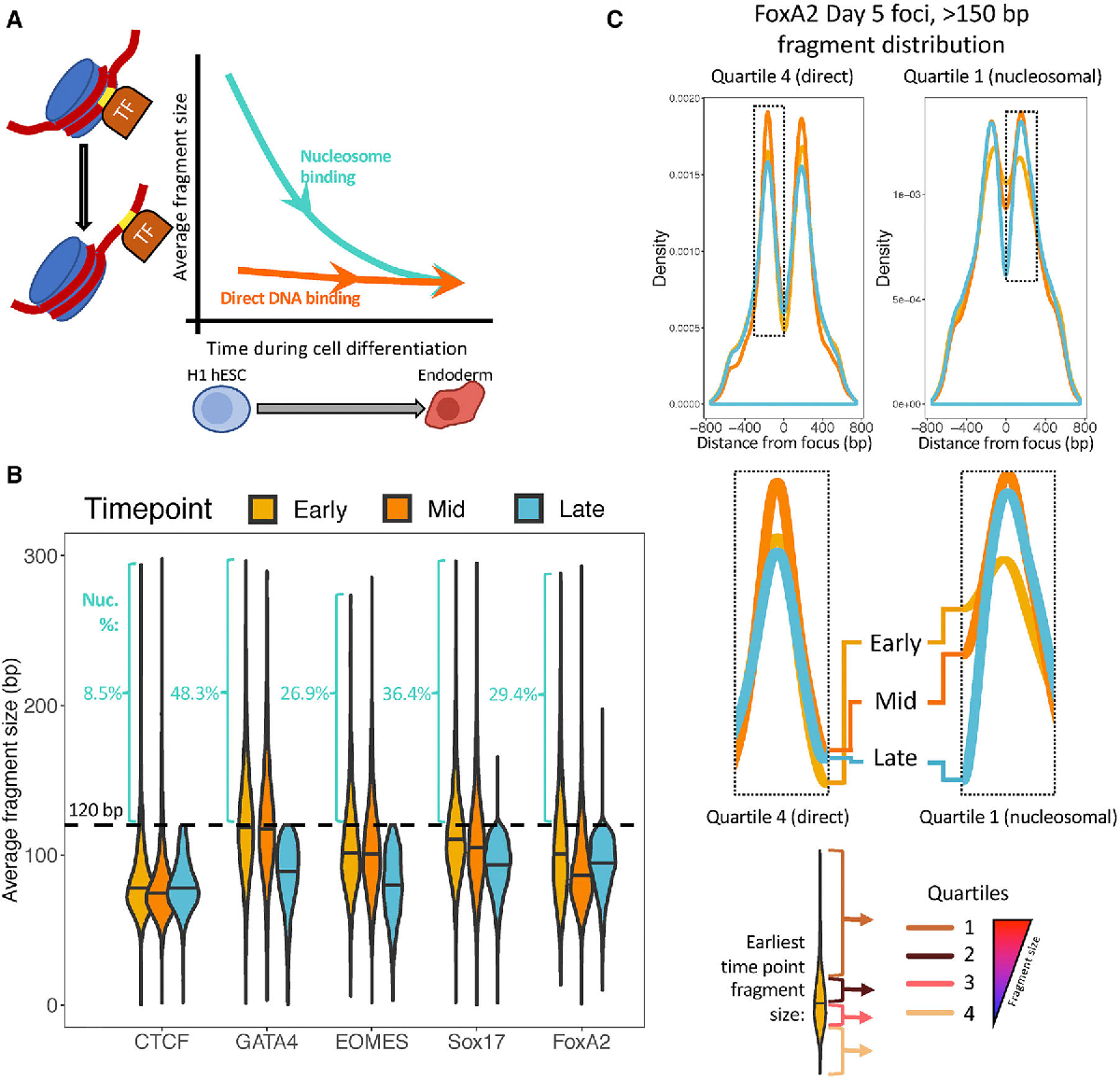 Figure 1 From Pioneer Factor Nucleosome Binding Events During