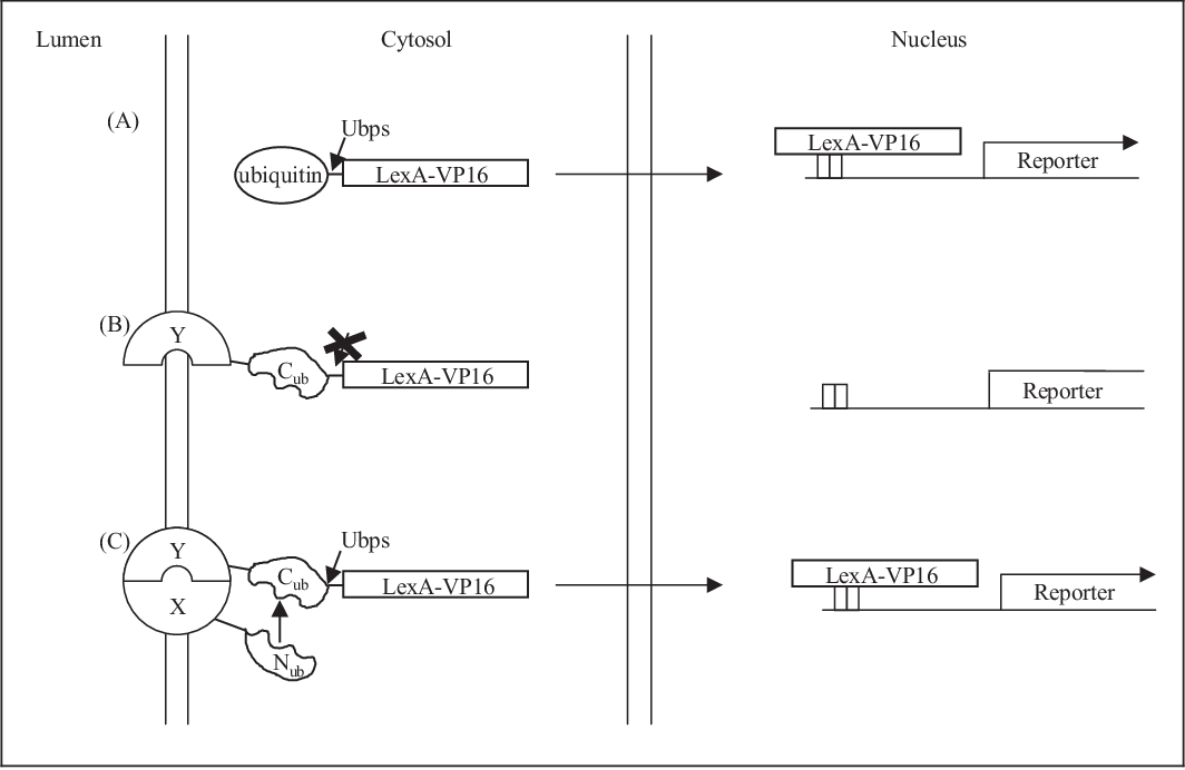 Figure 2 From Analysis Of Protein Protein Proximities Using The Split