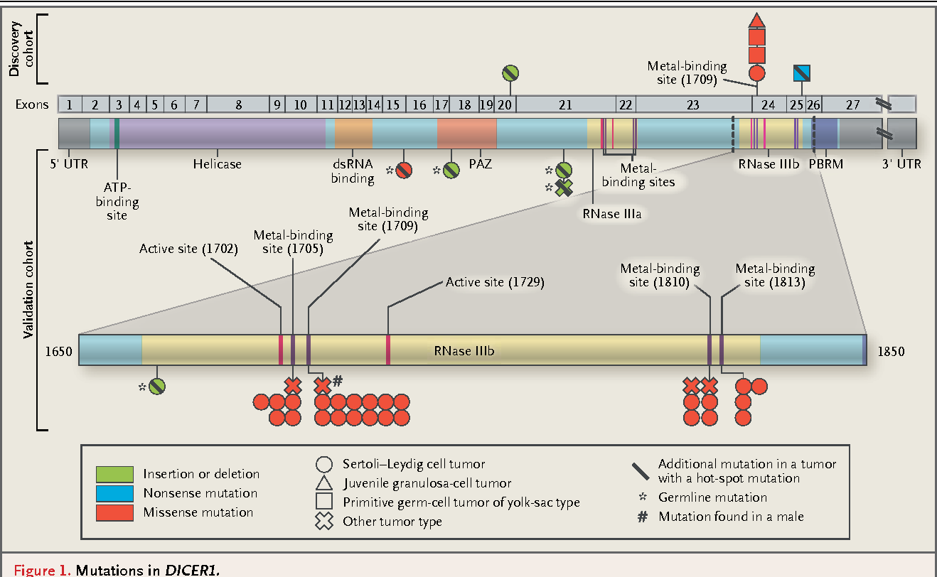 Figure 1 From Recurrent Somatic Dicer1 Mutations In Nonepithelial