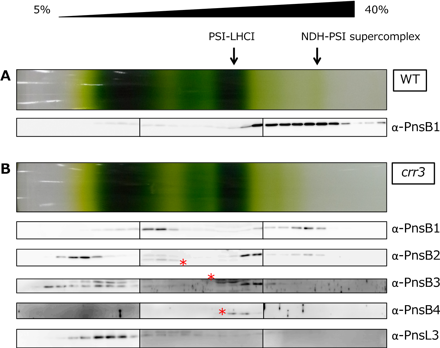 Pdf Ndh Psi Supercomplex Assembly Precedes Full Assembly Of The Ndh