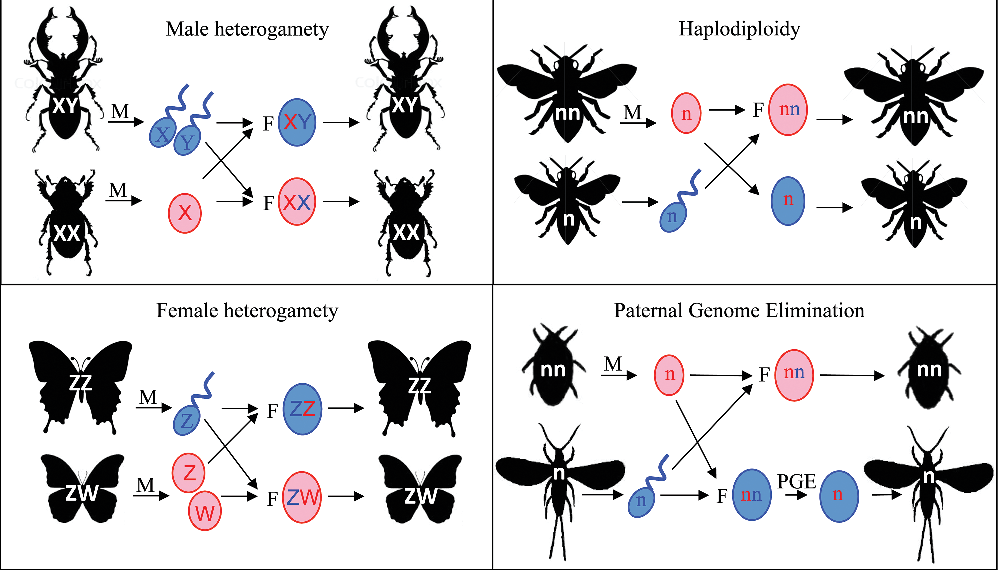 Figure 1 From Sex Determination Sex Chromosomes And Karyotype