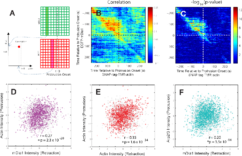 Figure 1 From Functional Hierarchy Of Redundant Actin Assembly Factors