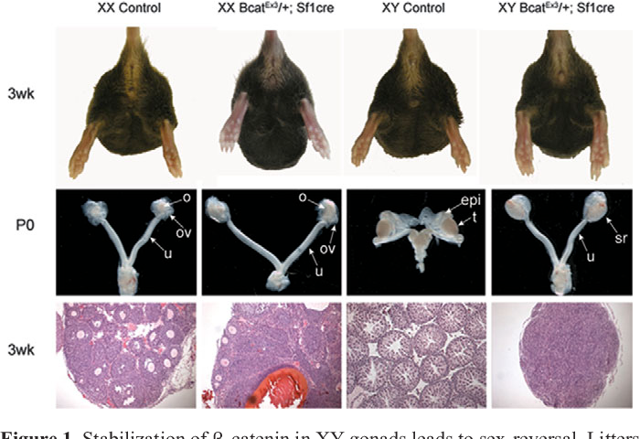 Figure 1 From Stabilization Of Beta Catenin In Xy Gonads Causes Male To