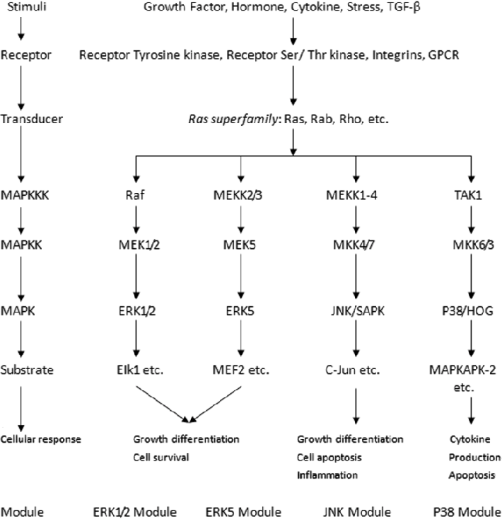 Review Typical Cell Signaling Response To Ionizing Radiation Dna