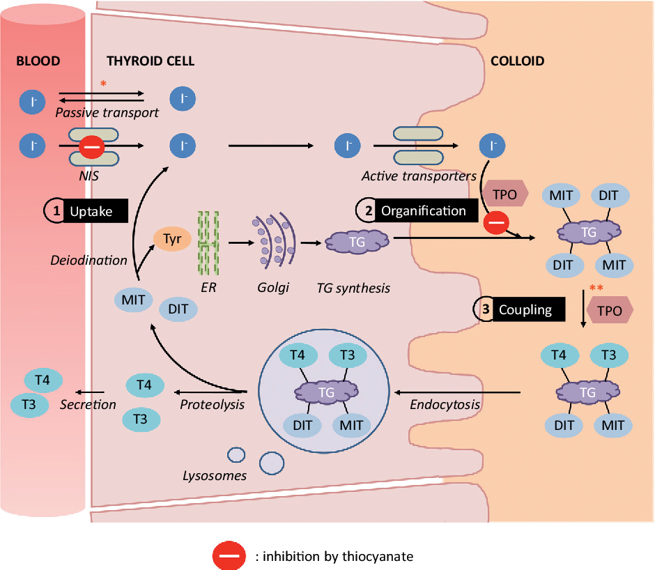 Characterization Of The Modes Of Action And Dose‐response Relationship