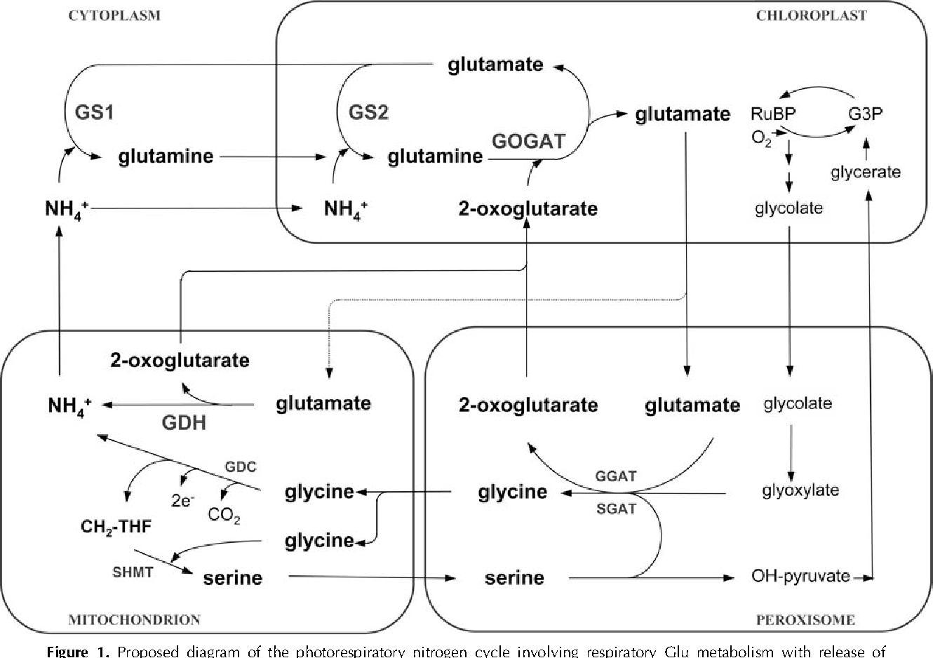 Figure 1 From Glutamine Synthetase Glutamate Synthase Pathway And