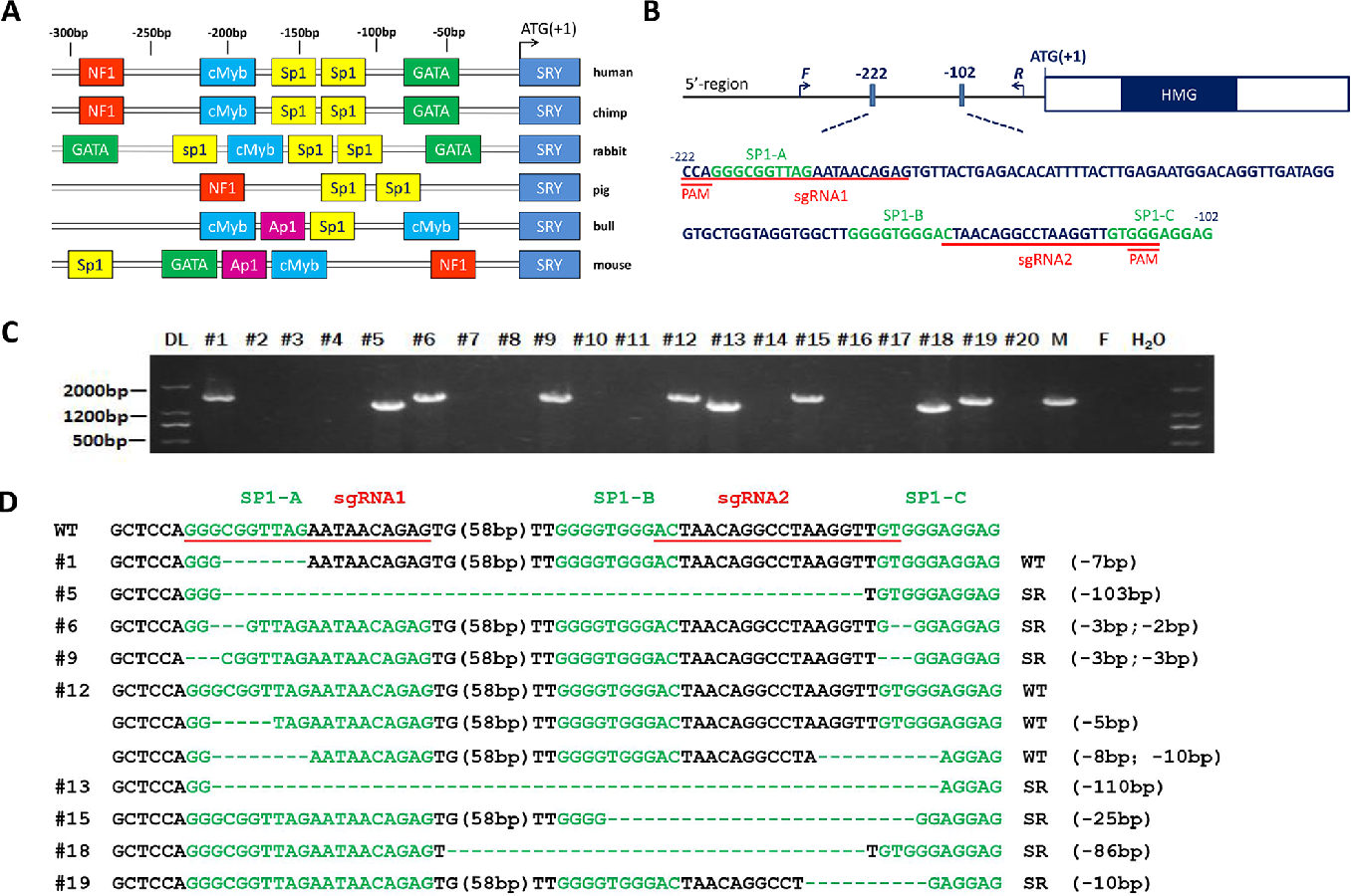 Pdf Mutation Of The Sp1 Binding Site In The 5′ Flanking Region Of Sry