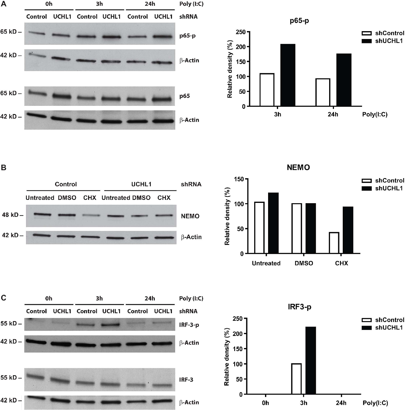 Figure 1 From Human Papillomavirus Hpv Upregulates The Cellular