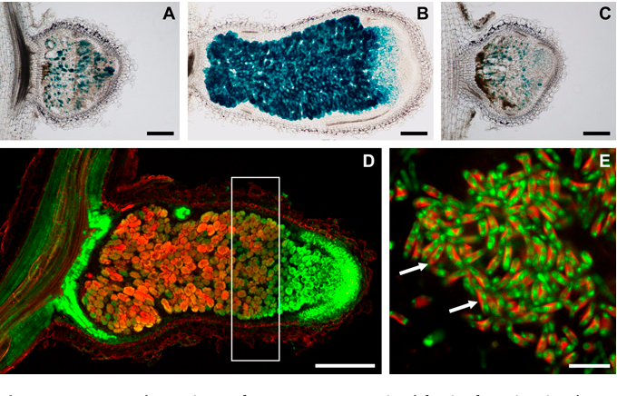 Figure 1 From Loss Of The Nodule Specific Cysteine Rich Peptide Ncr169