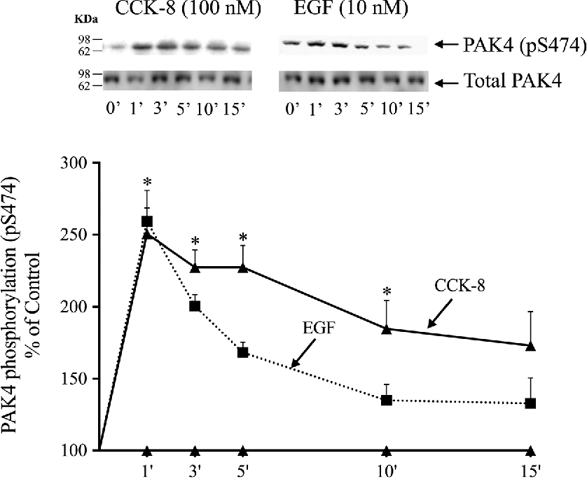 Figure 1 From Pancreatic Physiologypathophysiology P21 Activated