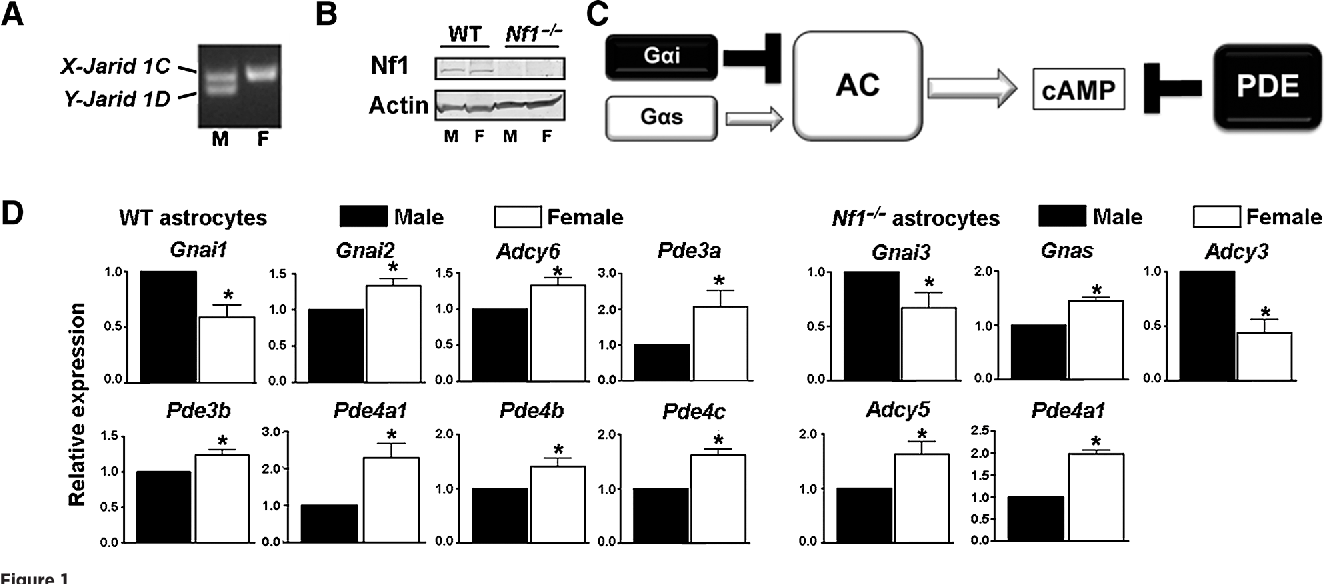 Figure 1 From The Cyclic Amp Pathway Is A Sex Specific Modifier Of