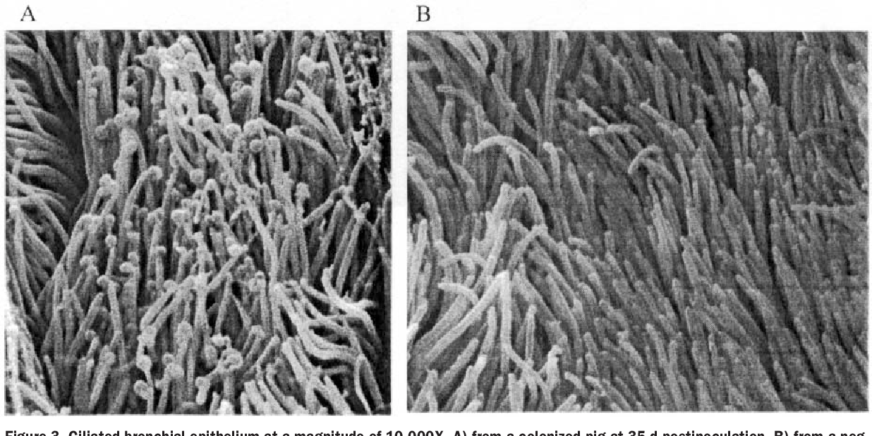 Figure 1 From Mycoplasma Hyopneumoniae Colonization Of Pigs Sired By