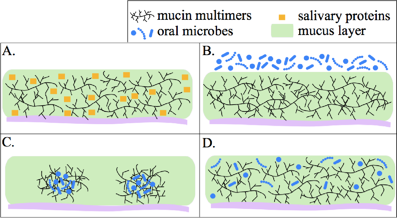 Figure 1 From The Role Of Muc5b Salivary Mucin In Modulating Oral