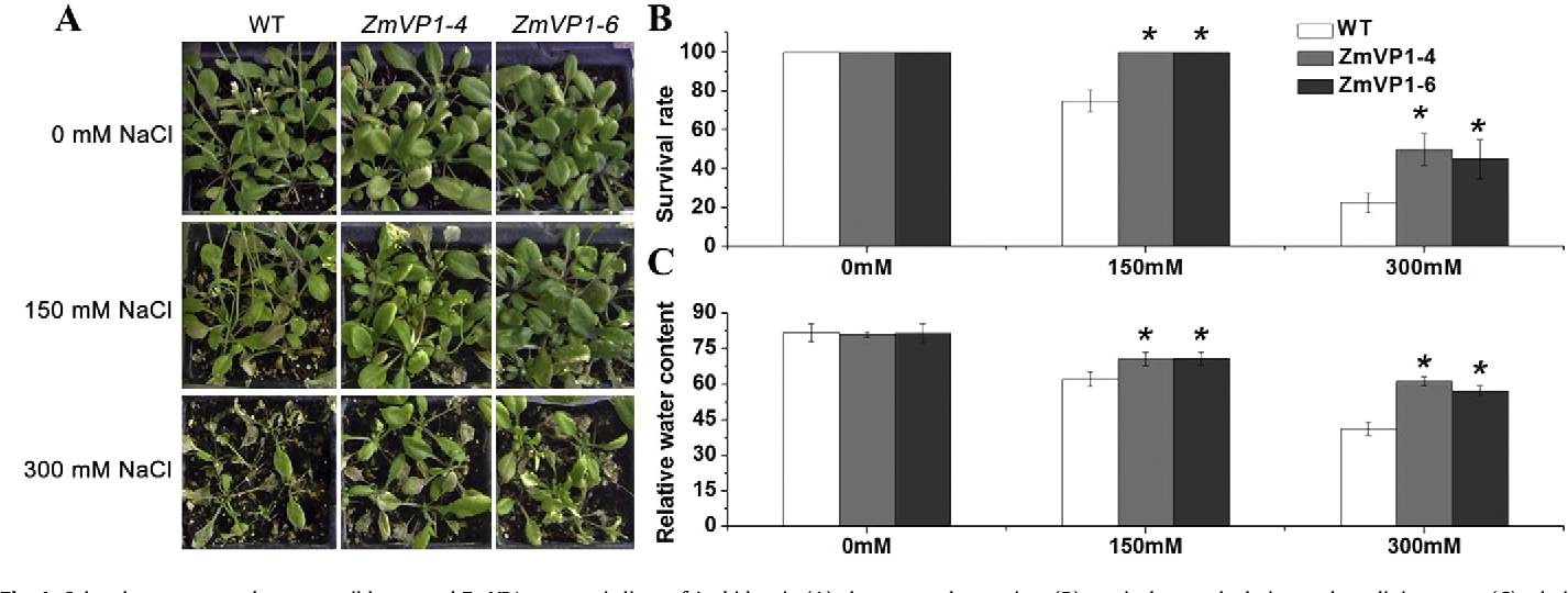 Table 1 From Heterologous Expression Of The Halophyte Zoysia Matrella H