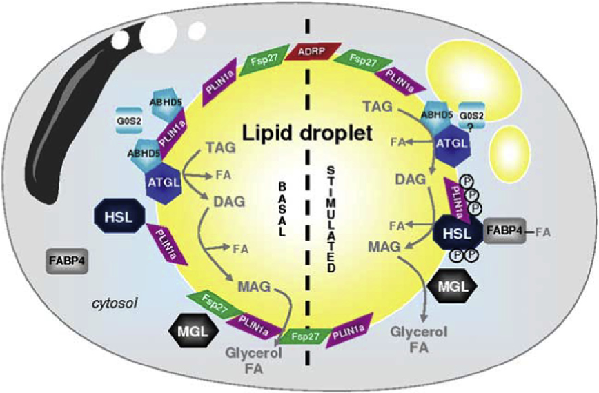 Figure 1 From Neural Innervation Of White Adipose Tissue And The