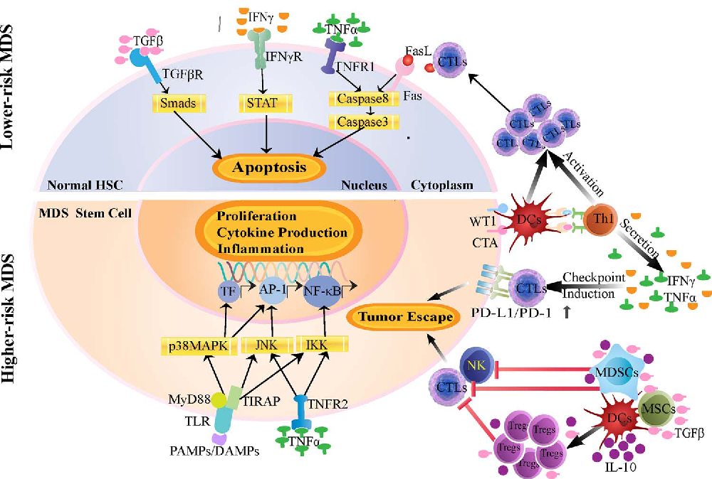 Myelodysplastic Syndrome Pathophysiology