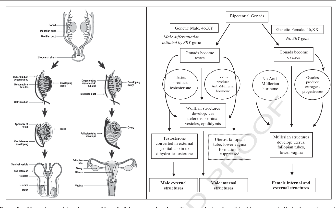 Figure 1 From Understanding Disorders Of Sexual Development Semantic